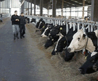 leptospirosis in cattle merck