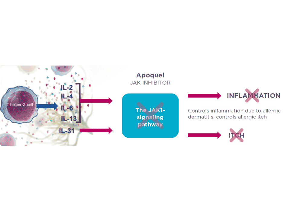 Janus Kinase Inhibitor Dogs