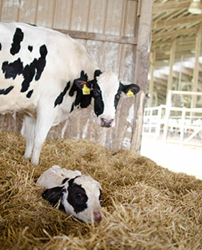 Leptospirosis In Cattle